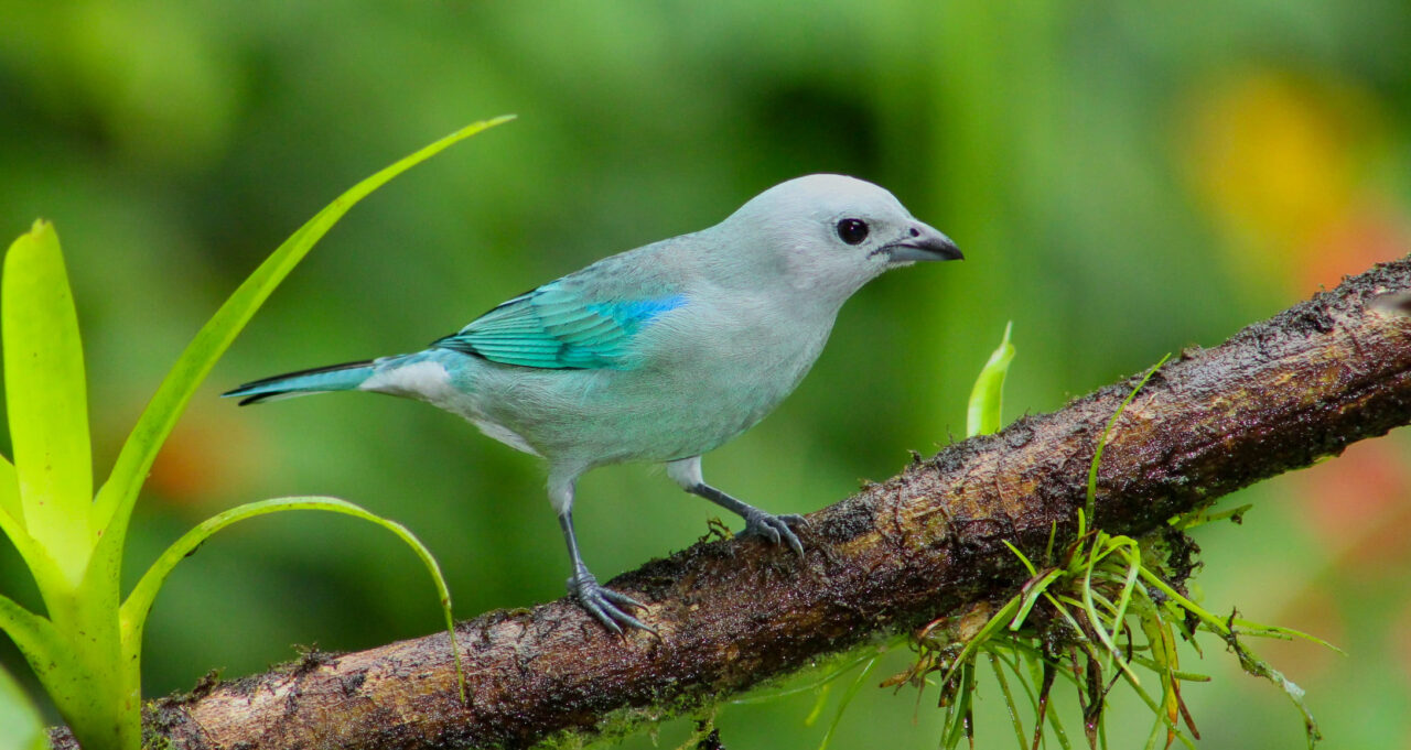 Birdwatching Paradise: Discover the Avian Wonders at Our La Fortuna ...